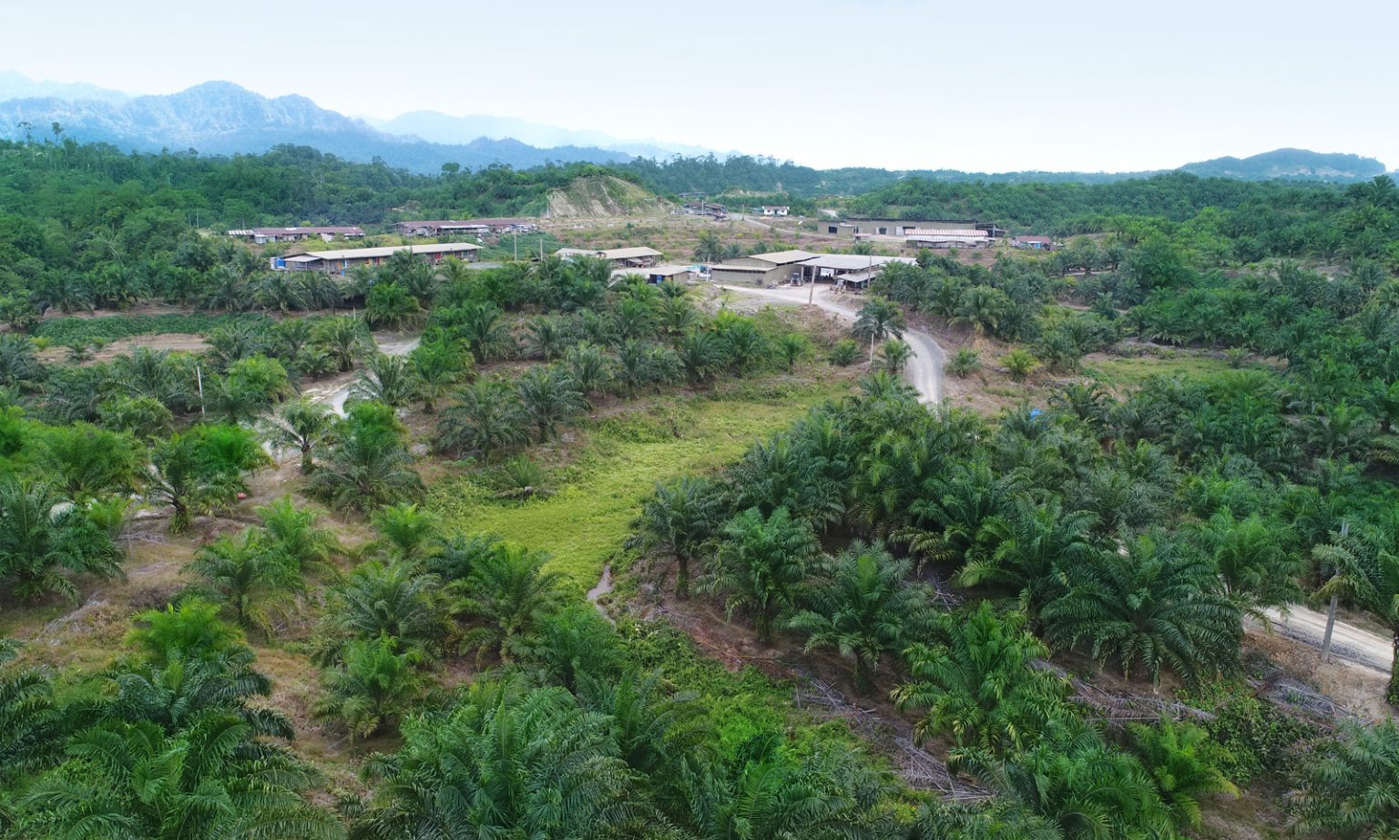 Plantation – Puncak Niaga